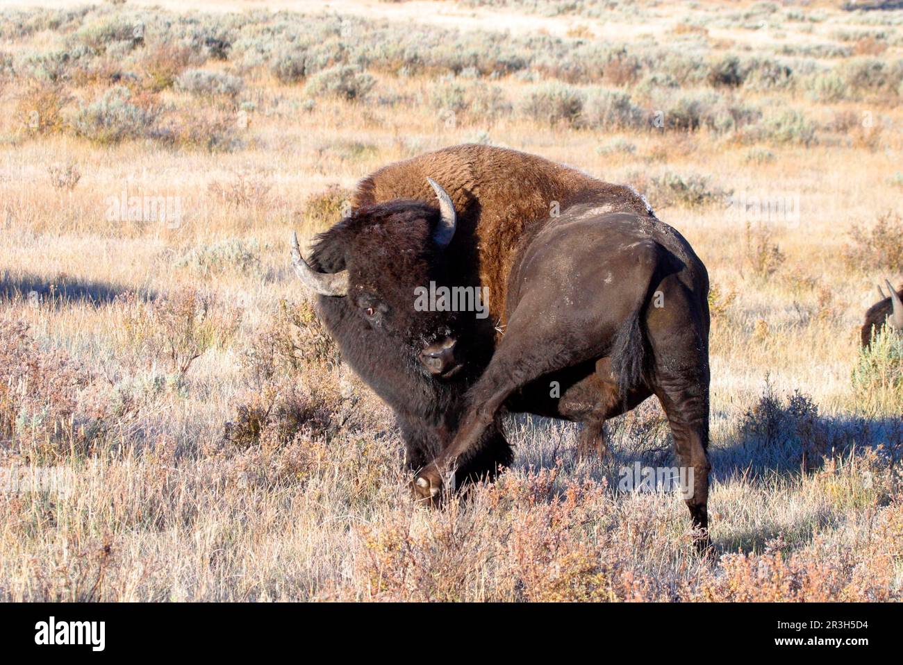 Bison, american bison (Bos bison), ungulates (cloven-hoofed animals ...