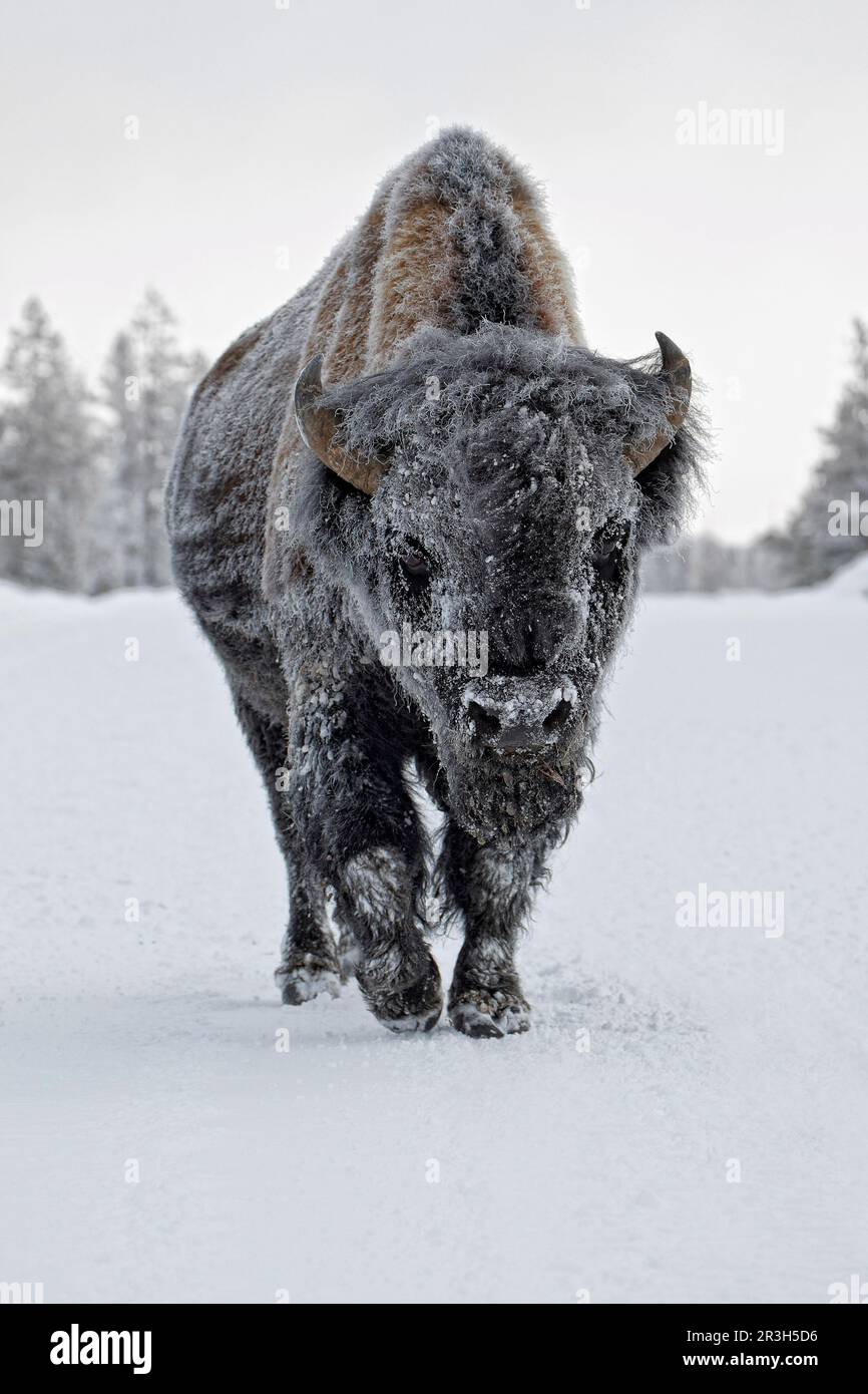 Adult bull bison bison bison hi-res stock photography and images - Alamy