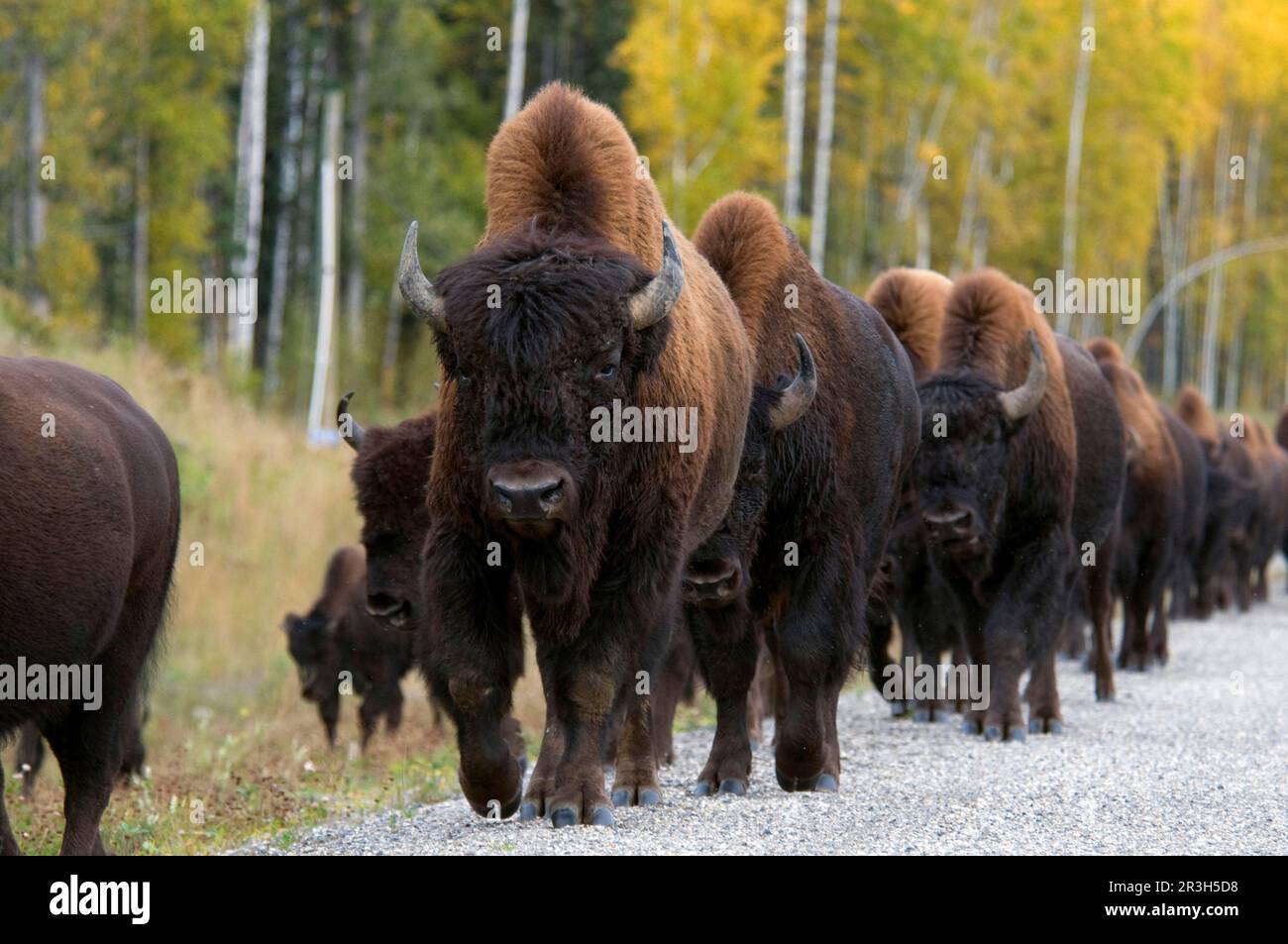 Herd of bison (Bos bison athabascae), on foot on the highway, Muskwa ...