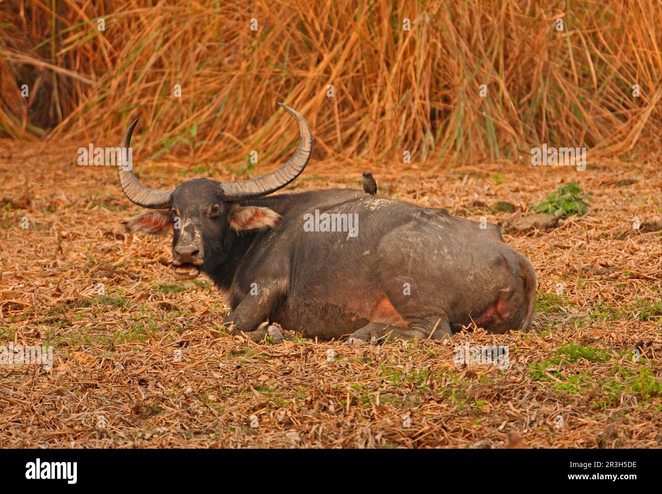 Wild Water Buffalo (Bubalus arnee fulvus) adult, chewing cud, resting ...
