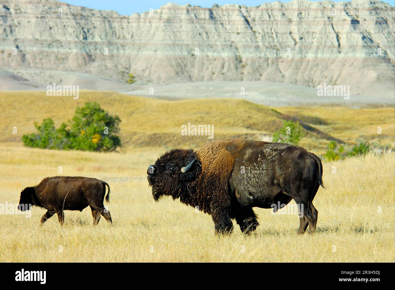 North American Bison (Bos bison) mature male scenting air, near calf ...