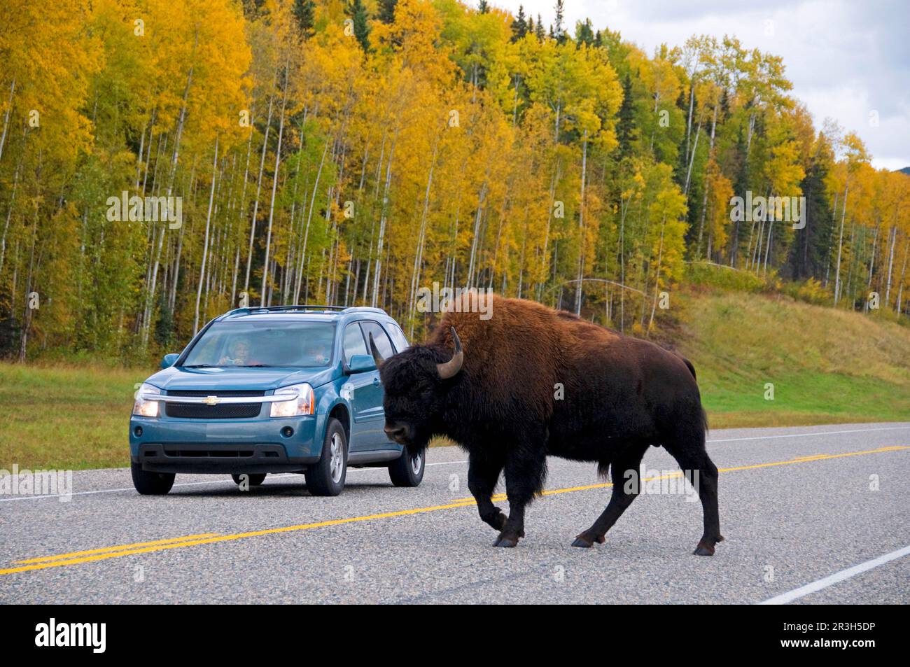 Wood bison (Bos bison athabascae) adult, walking on highway next to car ...