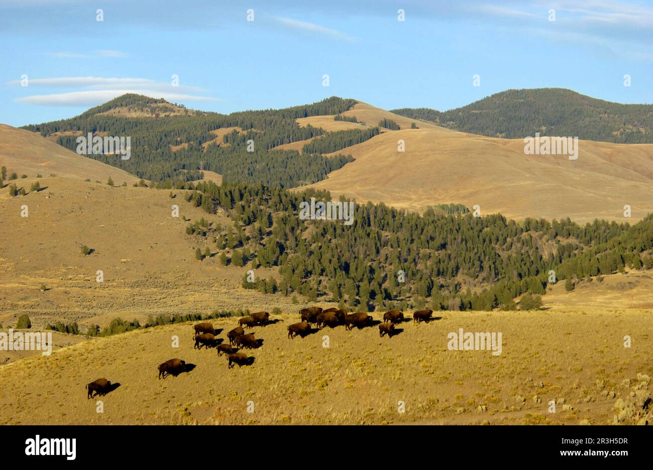 American bison in their natural habitat hi-res stock photography and ...