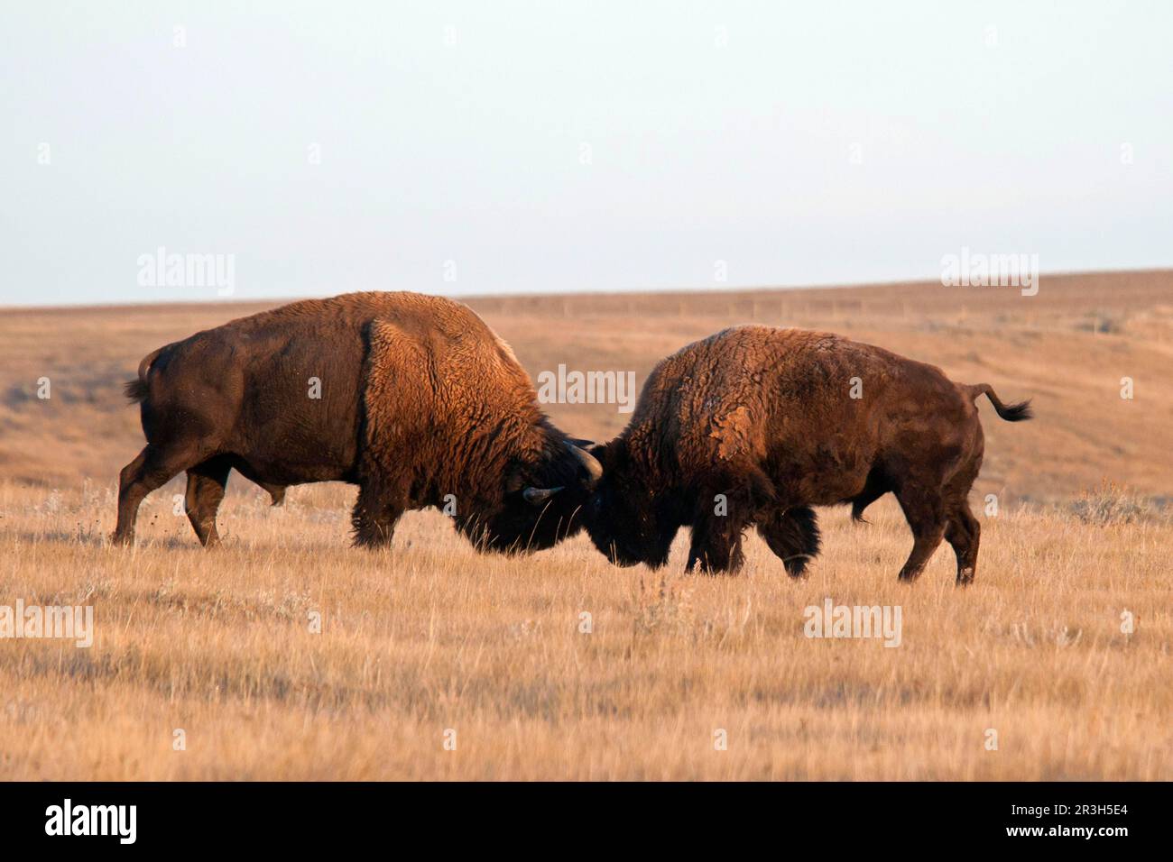 Plains bison (Bison bison bison) two adult males, fighting in shortgrass prairie, West Block ...