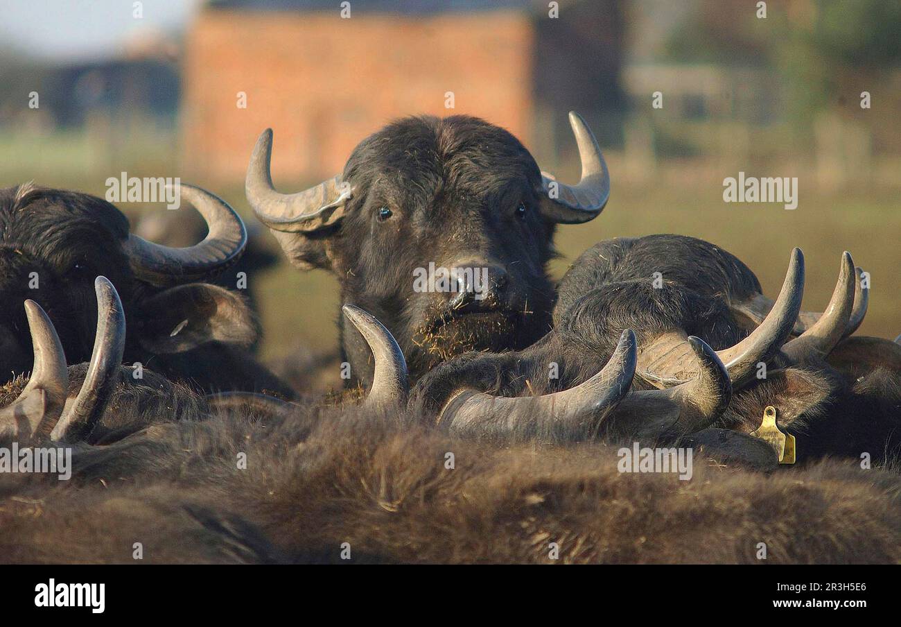 Even cattle hi-res stock photography and images - Alamy