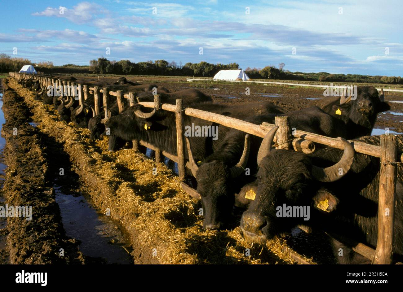 Southern buffalo fence hi-res stock photography and images - Alamy