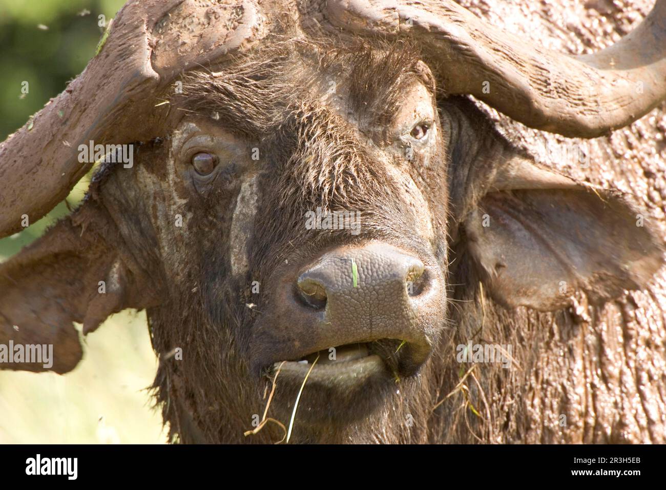 African Buffalo (Syncerus caffer), bull, Tanzania, Africa, damaged eye ...