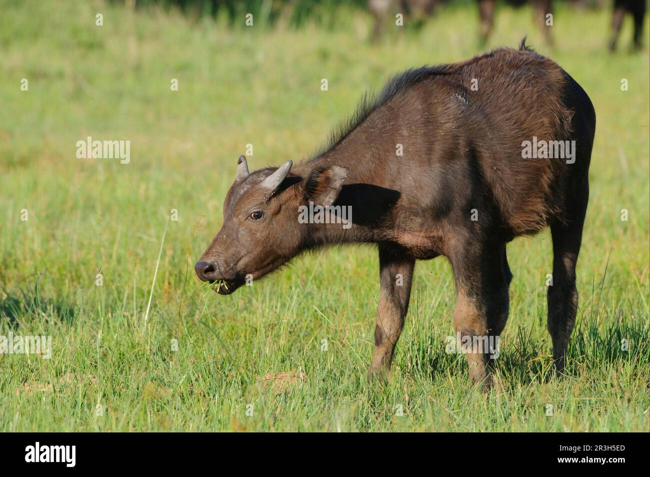 African buffalo (Syncerus caffer), buffalo, buffalo, ungulates, mammals ...
