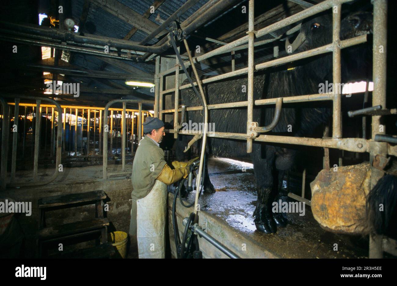 Buffalo milk italy hi-res stock photography and images - Alamy