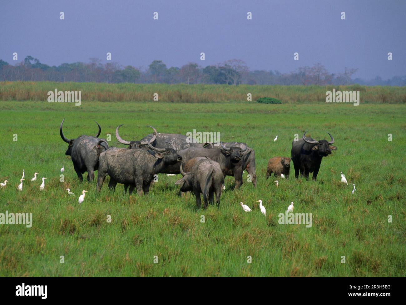 Bubalus arnee f. bubalis, water buffalo, Asian water buffalo (Bubalus ...