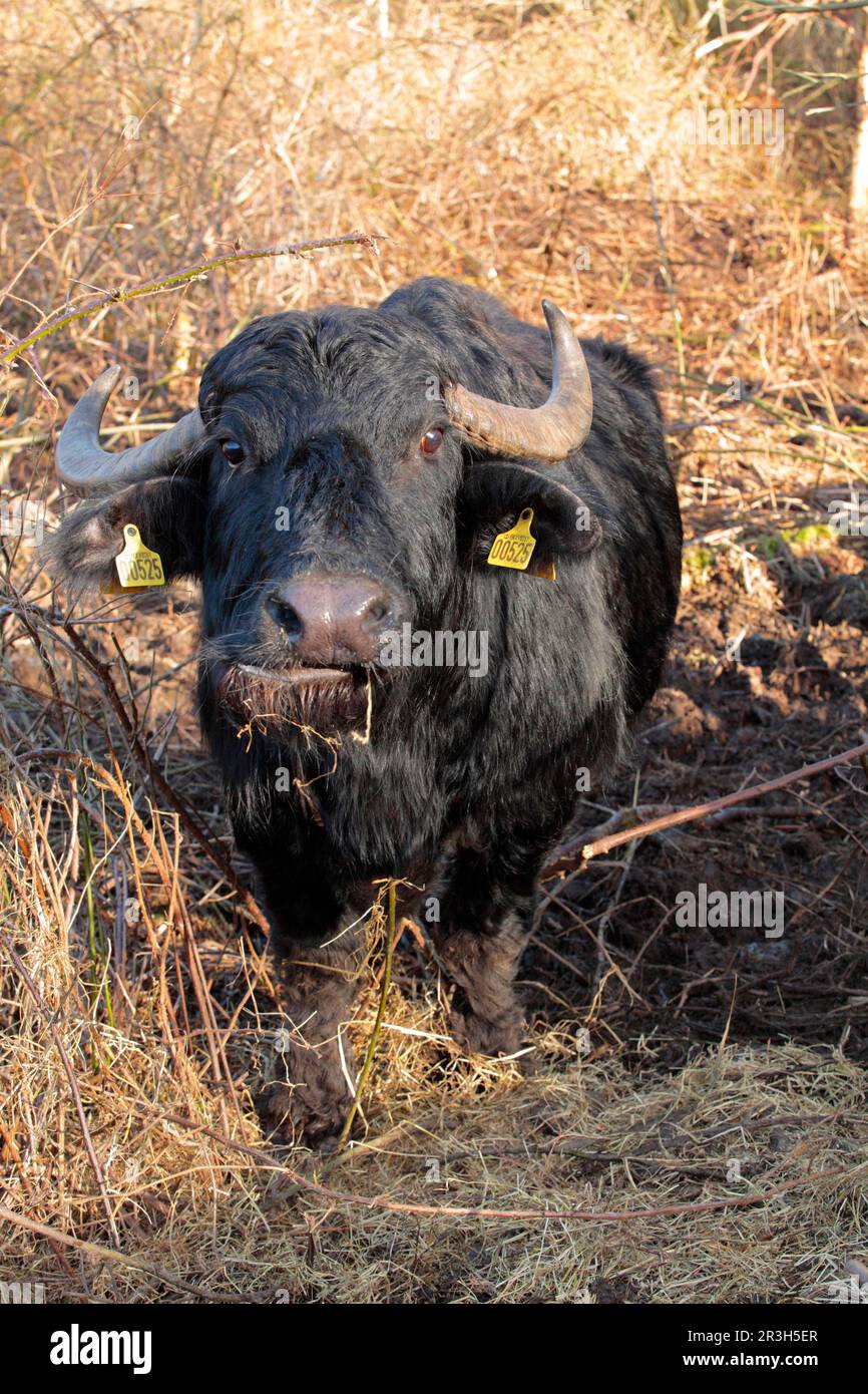 Bubalus arnee f. bubalis, water buffalo, Asian water buffalo (Bubalus ...