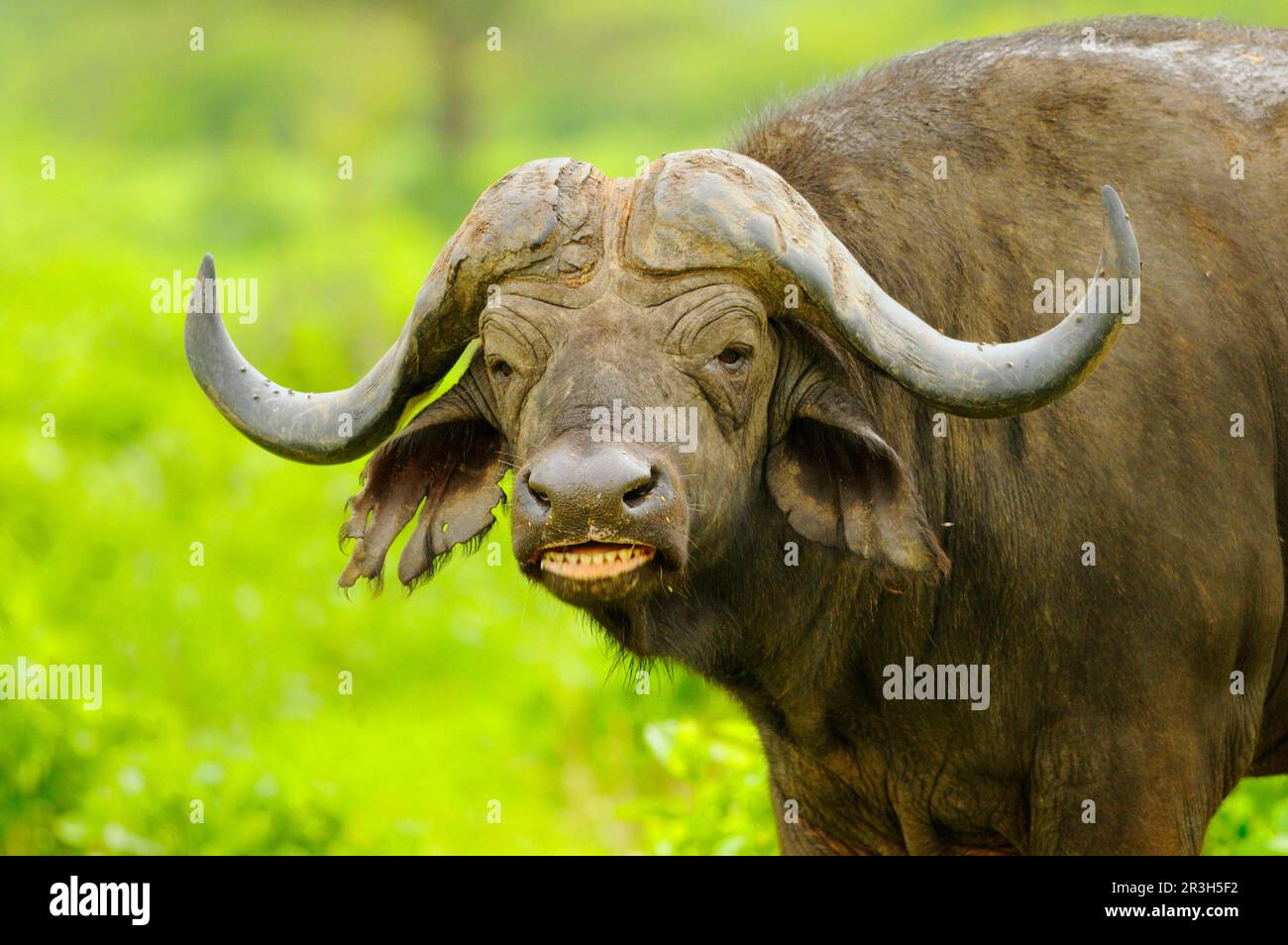 African buffalo (Syncerus caffer), buffalo, ungulates, even-toed ...