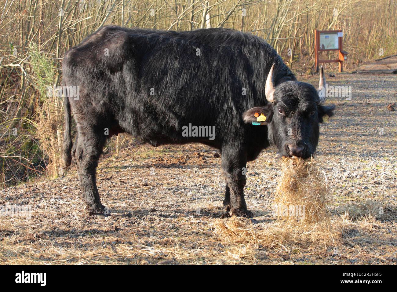 Bubalus arnee f. bubalis, water buffalo, Asian water buffalo (Bubalus ...