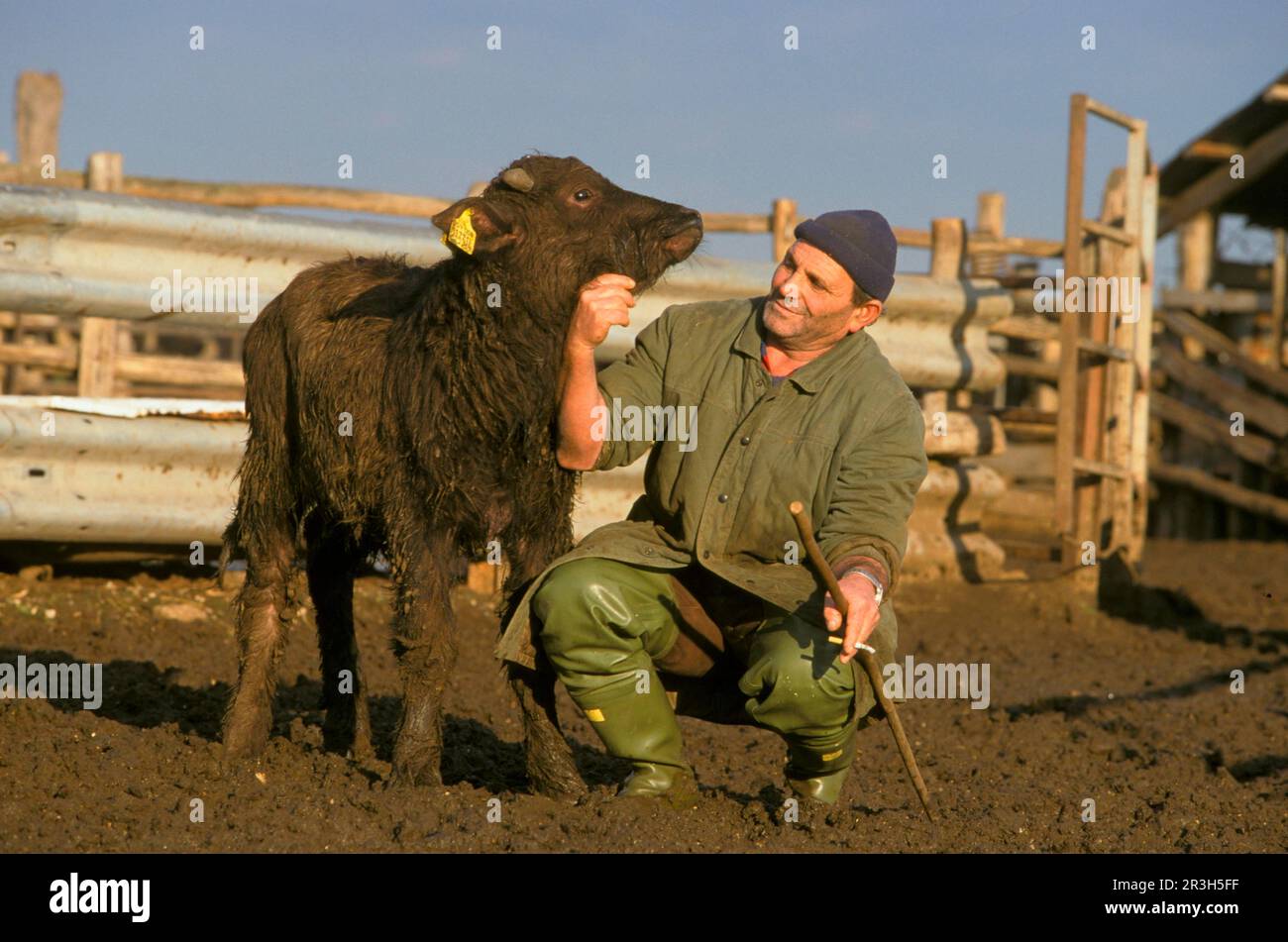 Bubalus arnee f. bubalis, water buffalo, Asian water buffalo (Bubalus ...