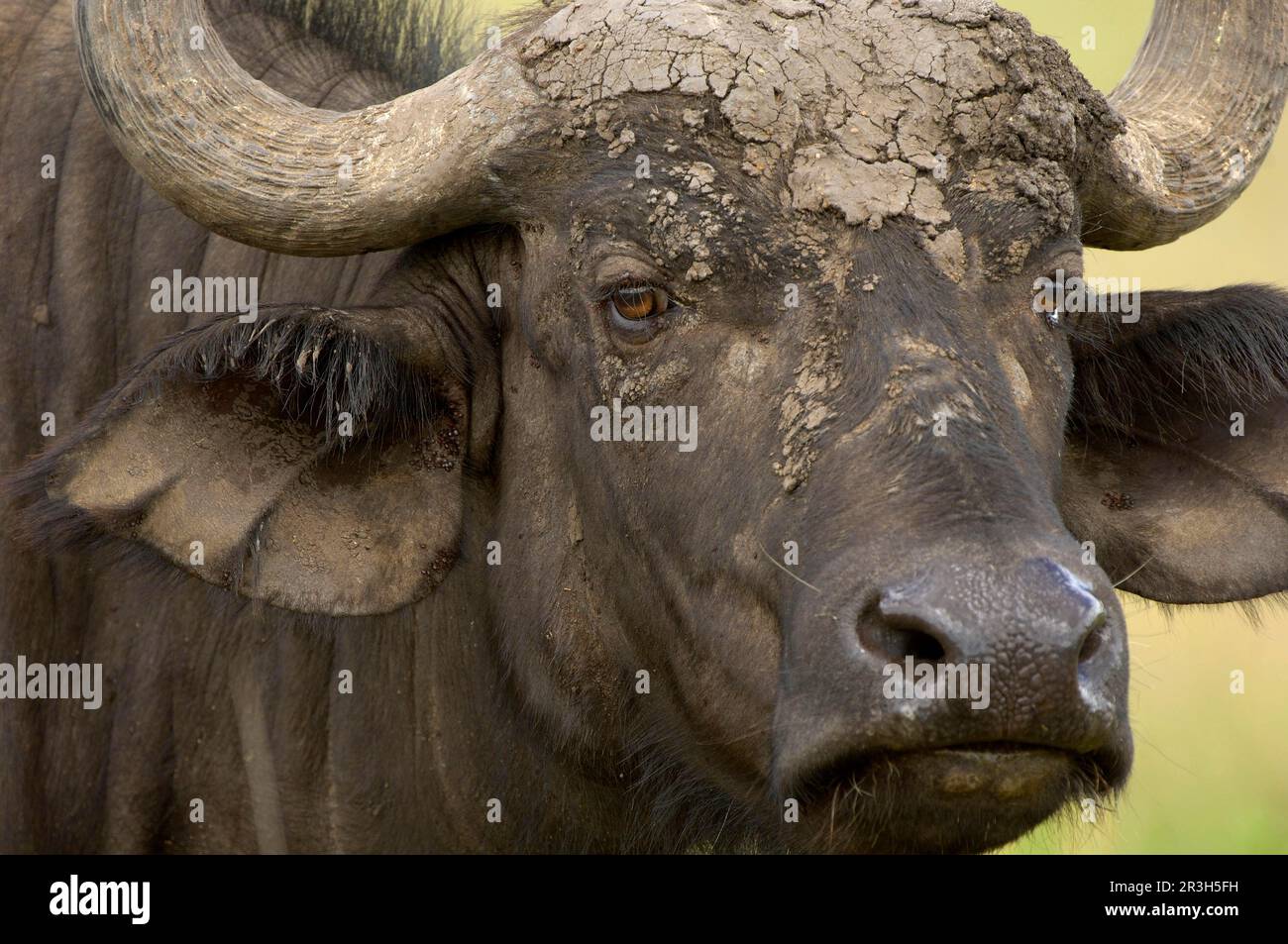 African buffalo (Syncerus caffer), buffalo, ungulates, mammals, animals ...