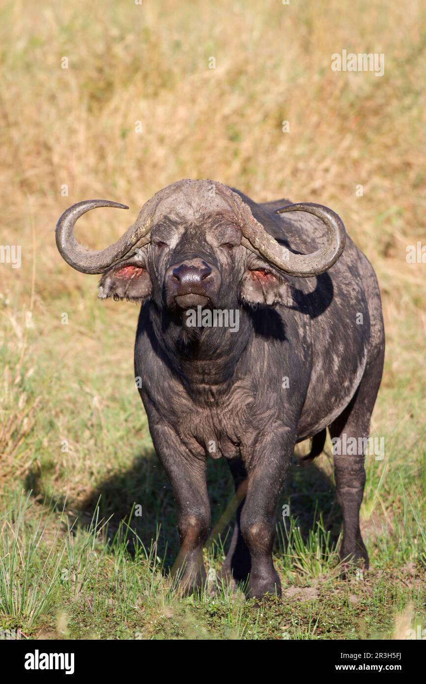 African buffalo (Syncerus caffer), buffalo, ungulates, mammals, animals ...