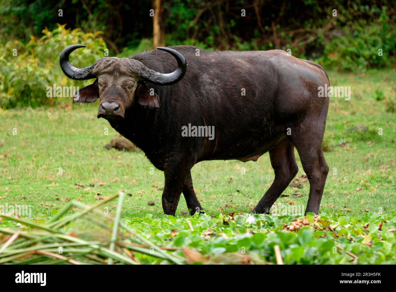 African Buffalo (Syncerus caffer) adult female, walking at edge of water hyacinth, Lake Naivasha ...