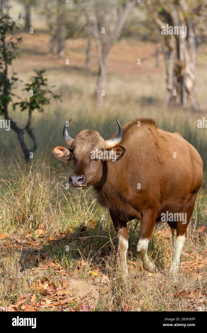 Open forest india hi-res stock photography and images - Alamy