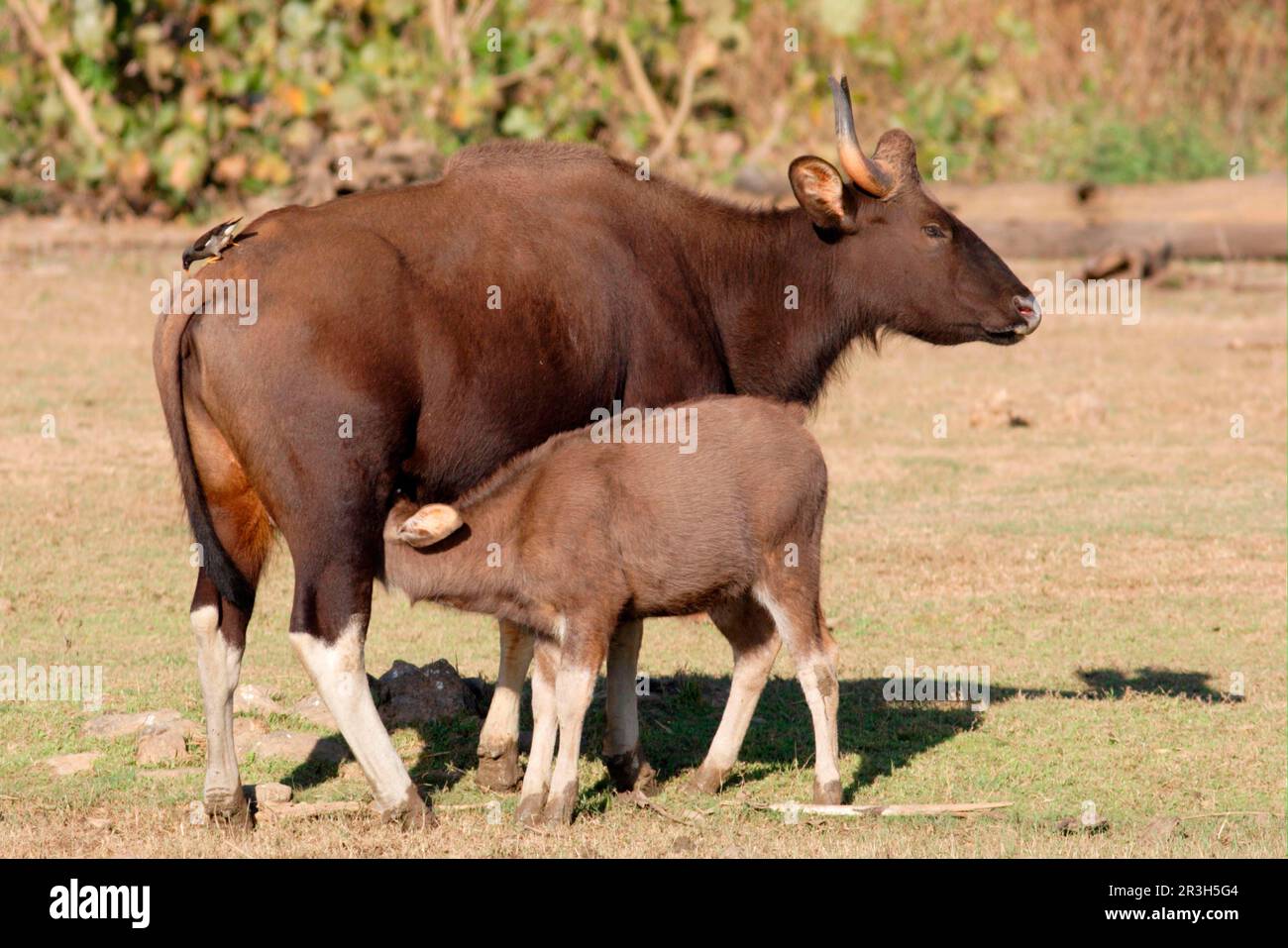 Acridotheres fuscus western ghats hi-res stock photography and images ...