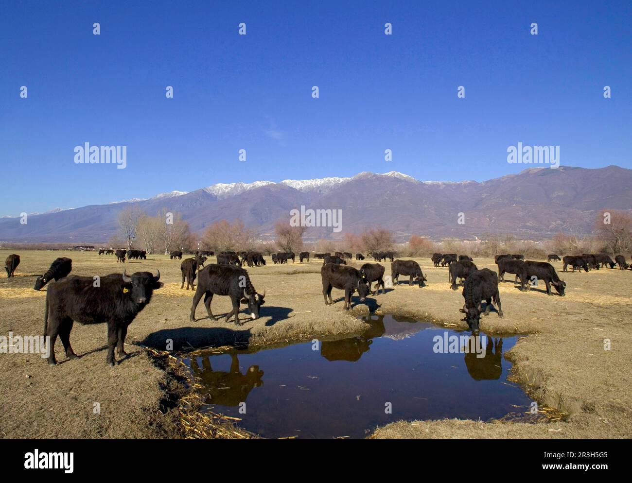European water buffalo hi-res stock photography and images - Alamy