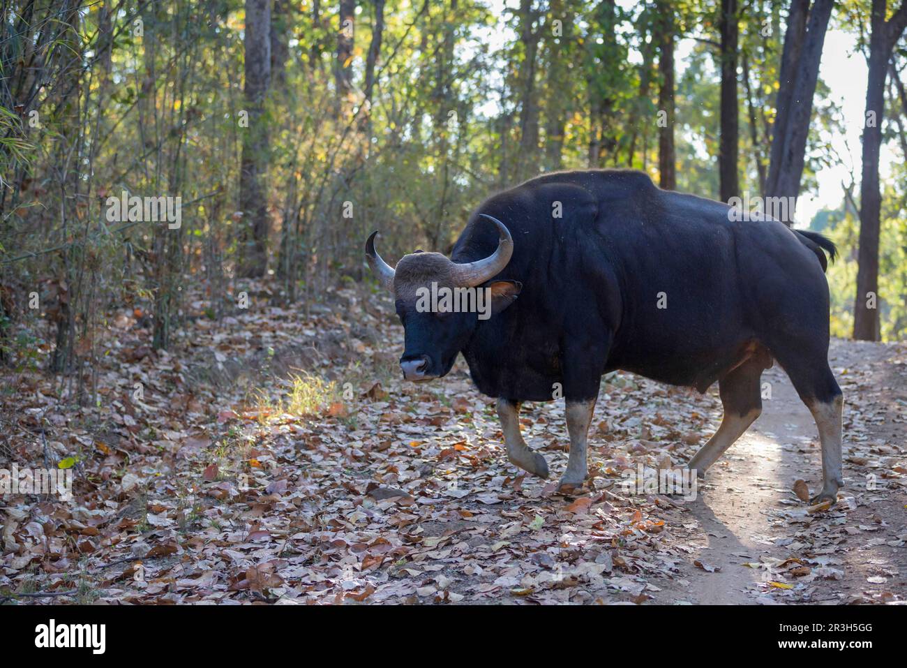 Bull gaur kanha hi-res stock photography and images - Alamy