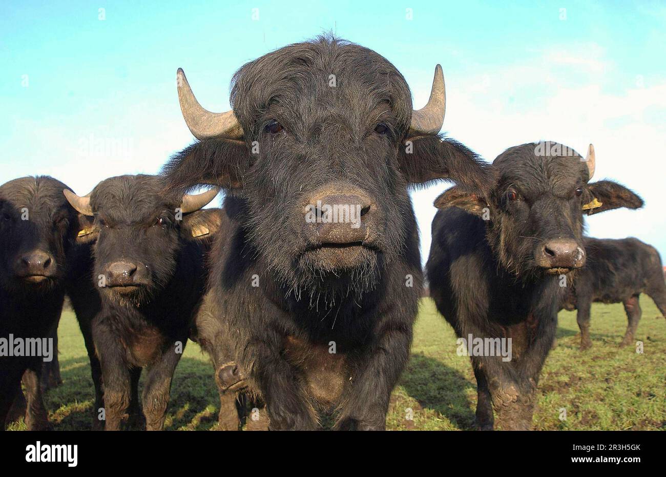 Even cattle hi-res stock photography and images - Alamy