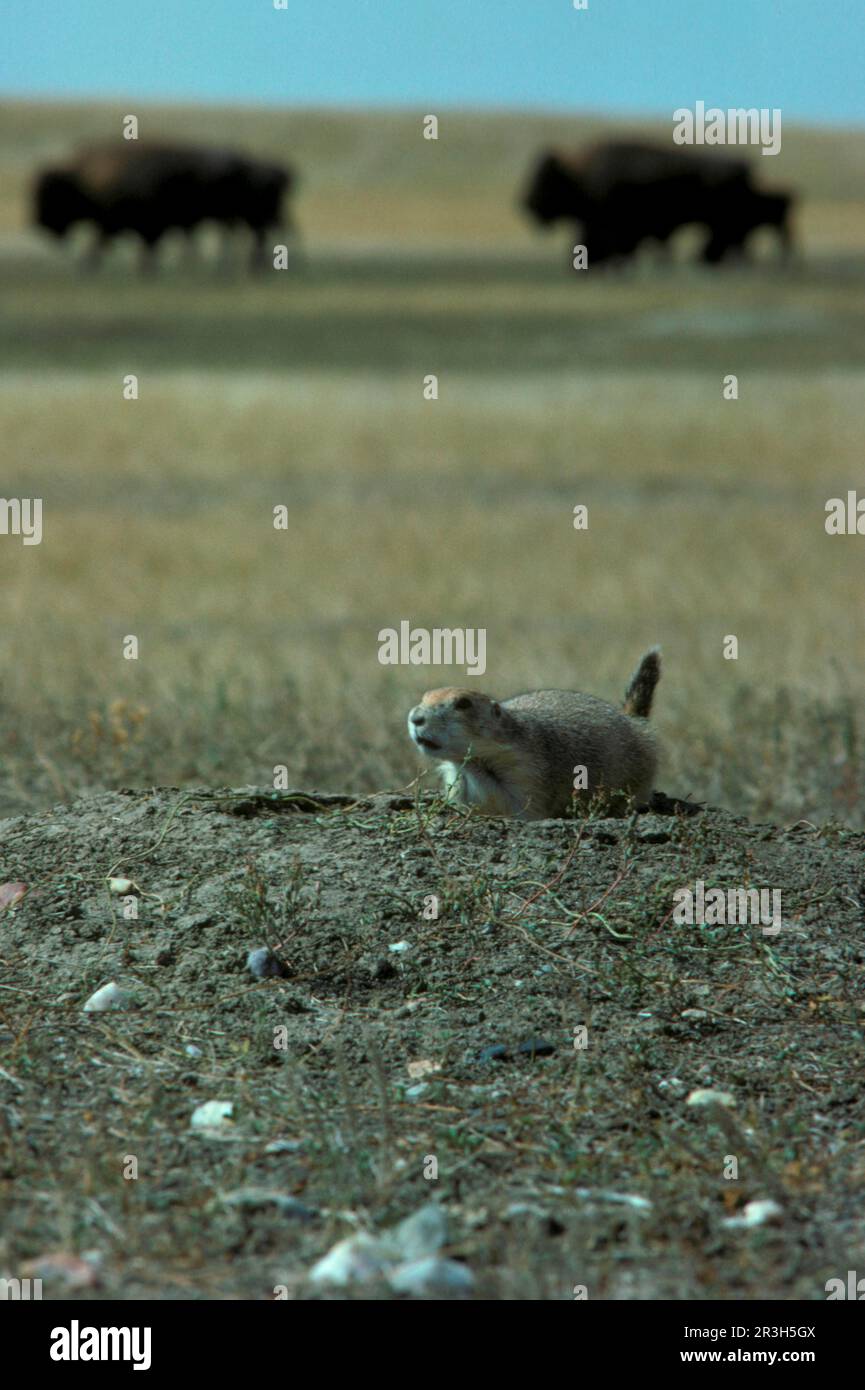 Black-tailed prairie dog, Black-tailed prairie dogs, Rodents, Mammals ...