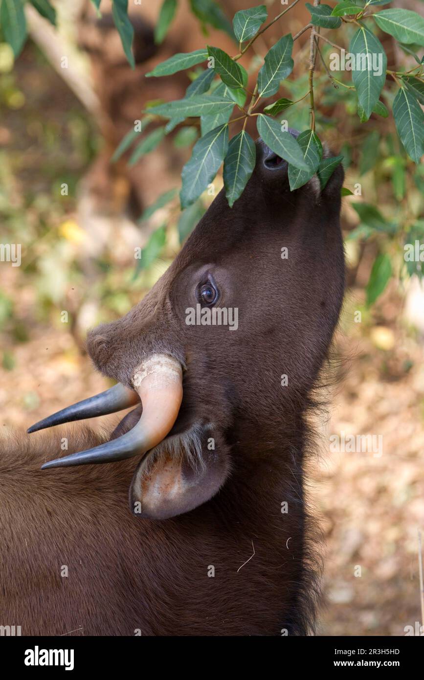 Indian cattle feed hi-res stock photography and images - Alamy