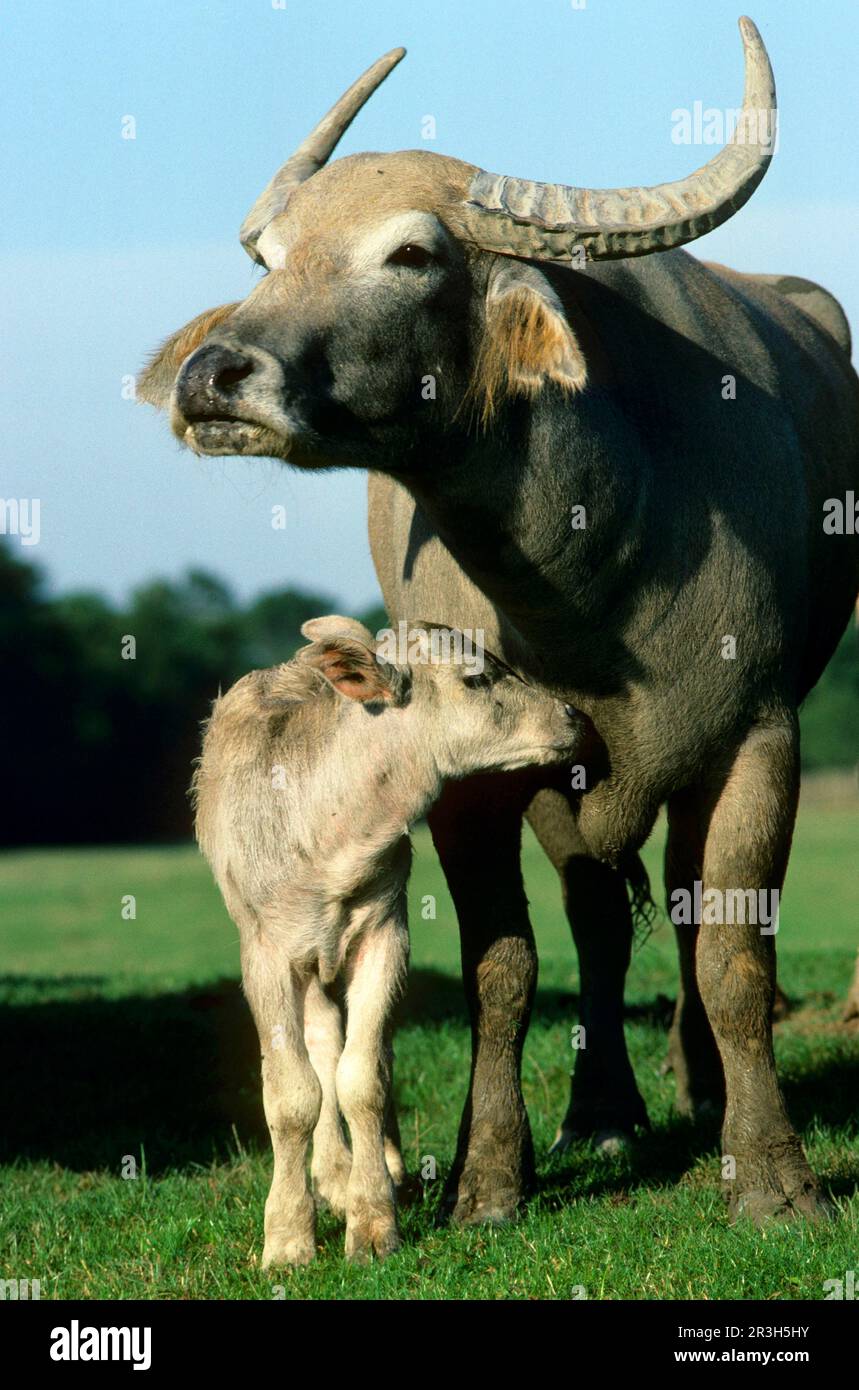 Bubalus arnee f. bubalis, water buffalo, Asian water buffalo (Bubalus ...