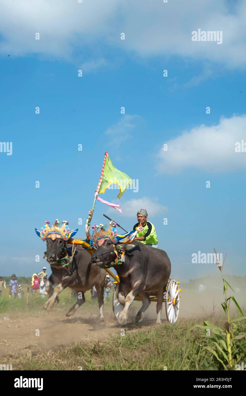 Bali cattle hi-res stock photography and images - Alamy
