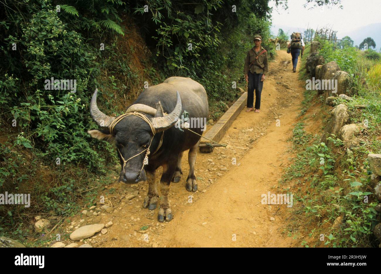 Bubalus arnee f. bubalis, water buffalo, Asian water buffalo (Bubalus ...