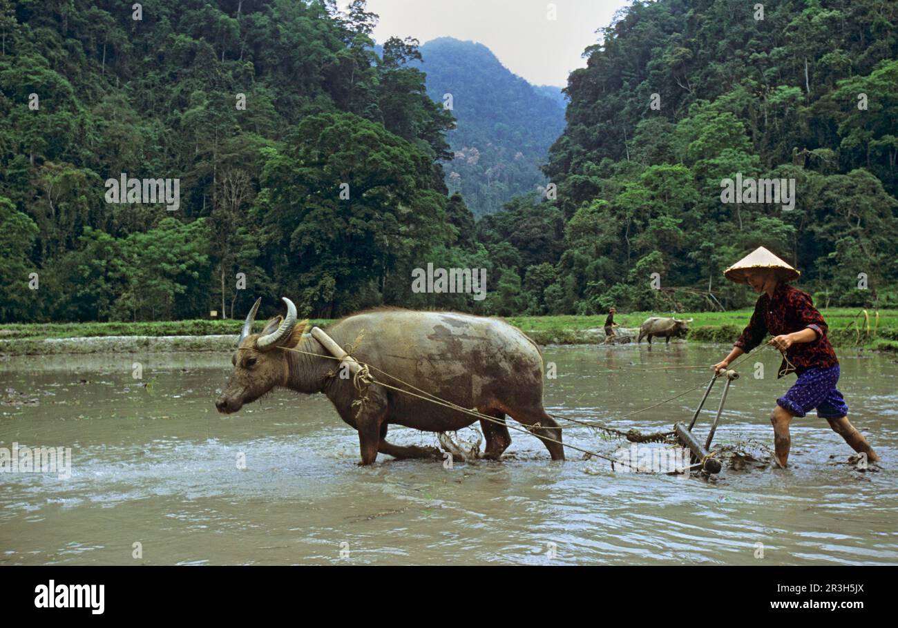 Bali cattle hi-res stock photography and images - Alamy