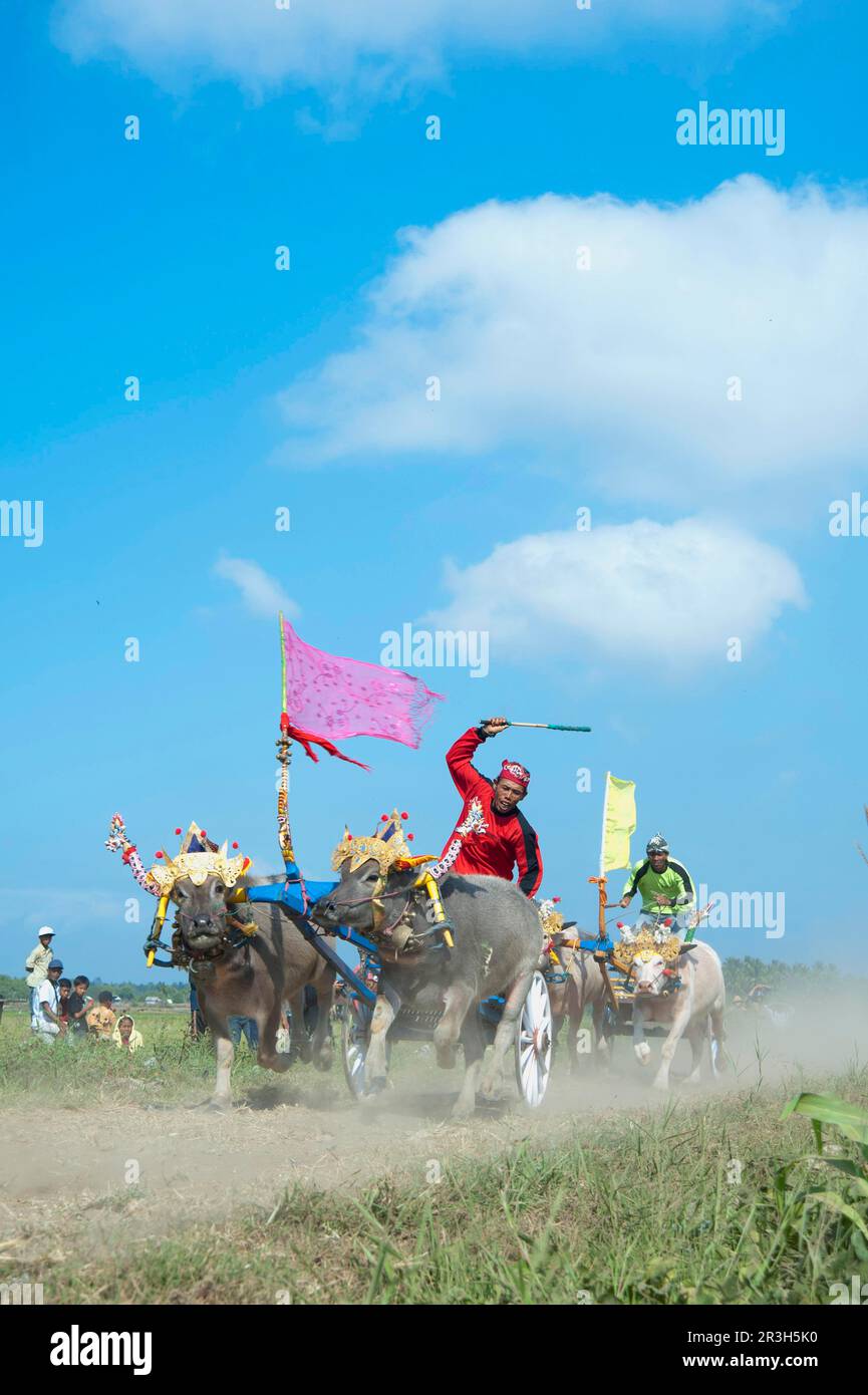 Bali cattle hi-res stock photography and images - Alamy