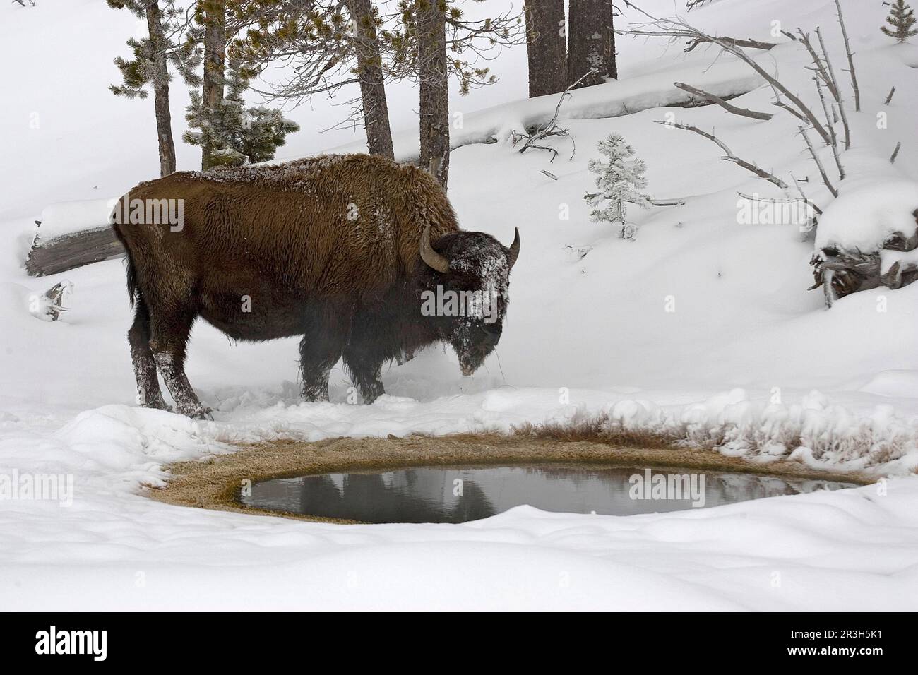 Bison standing in yellow geothermal warm water pool Stock Photo - Alamy