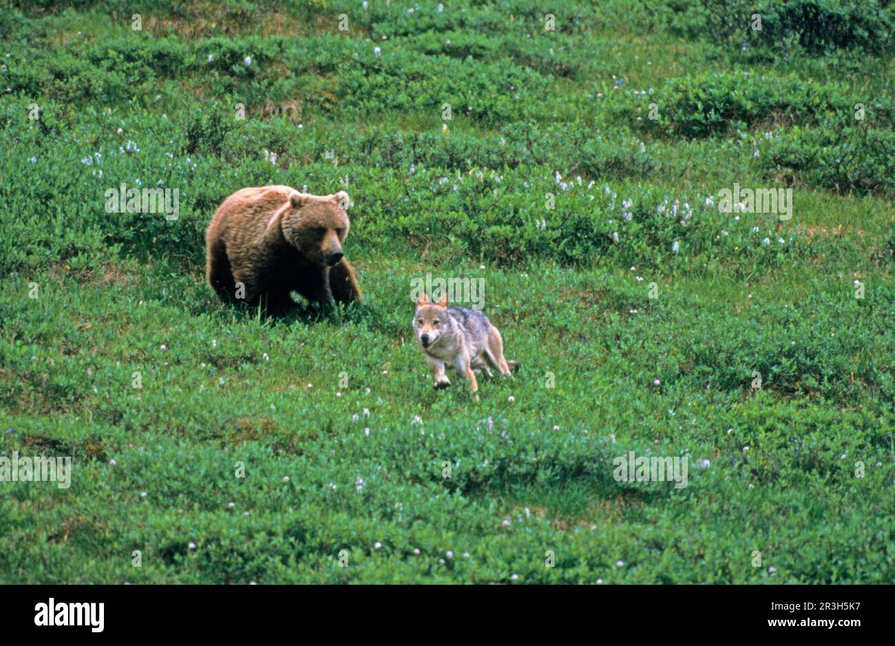 Grizzly Bear (Ursus arctos horribilis) adult, chasing Grey Wolf (Canis ...