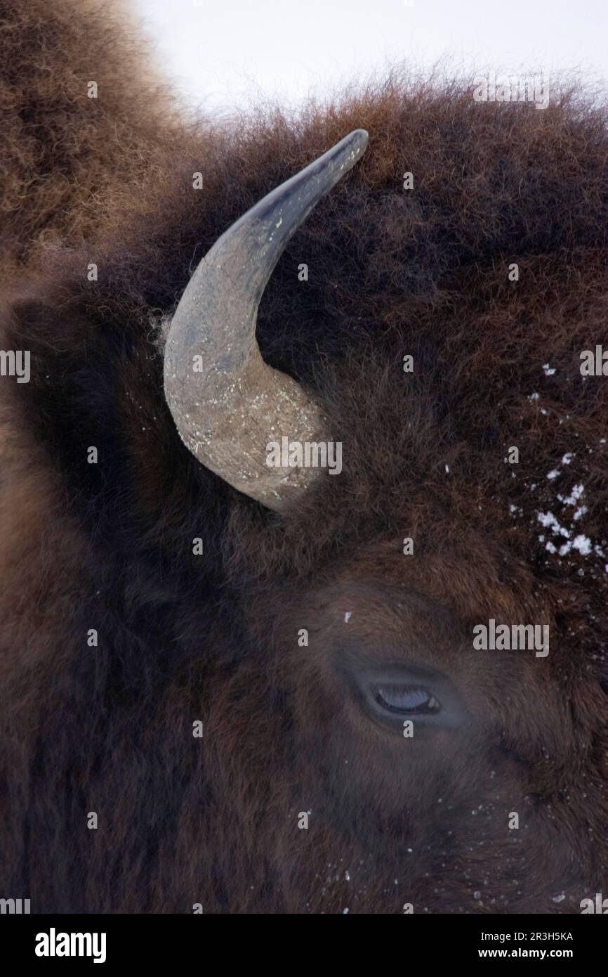 Close-up of a bison head with horn and eye Stock Photo - Alamy