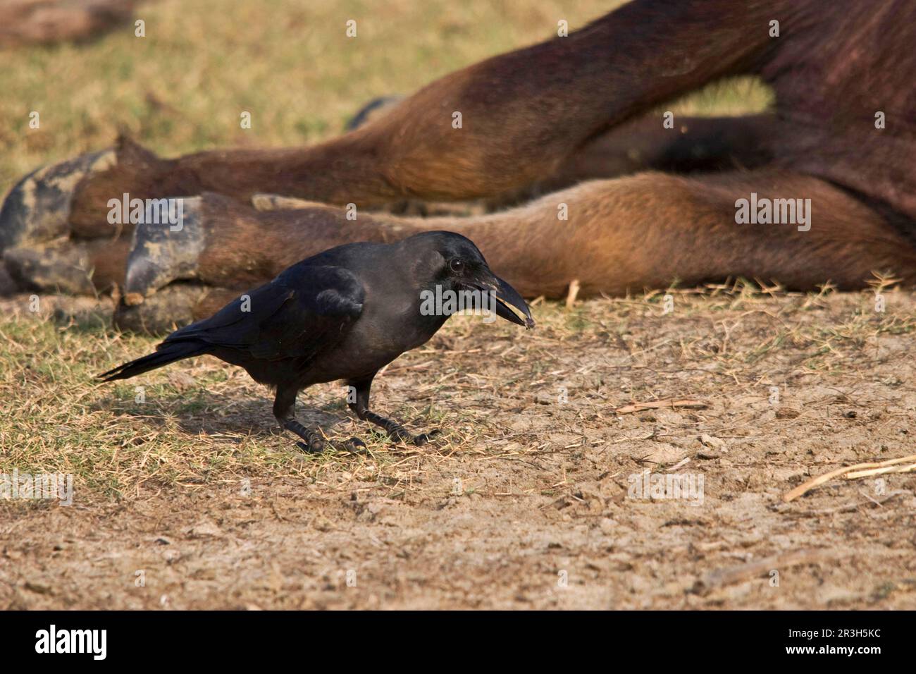 House crow (Corvus splendens), Shining Crows, Crow, Corvids, Songbirds ...