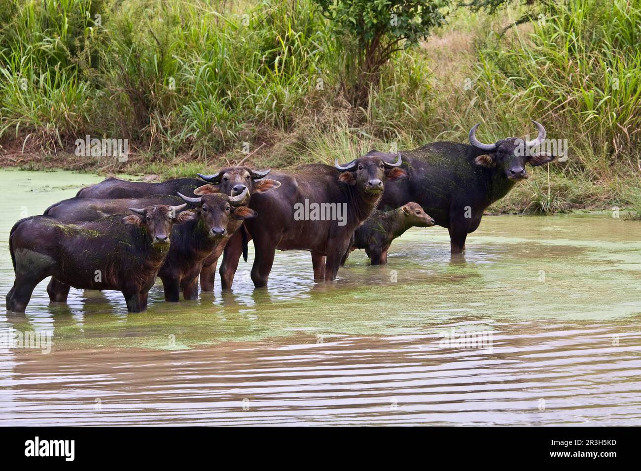 Bubalus arnee f. bubalis, water buffalo, Asian water buffalo (Bubalus ...