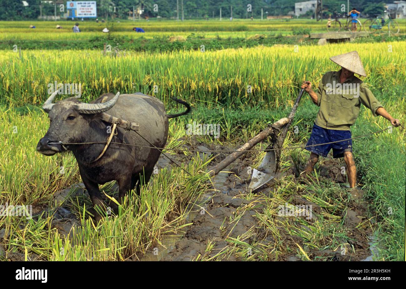 Bubalus arnee f. bubalis, water buffalo, Asian water buffalo (Bubalus ...