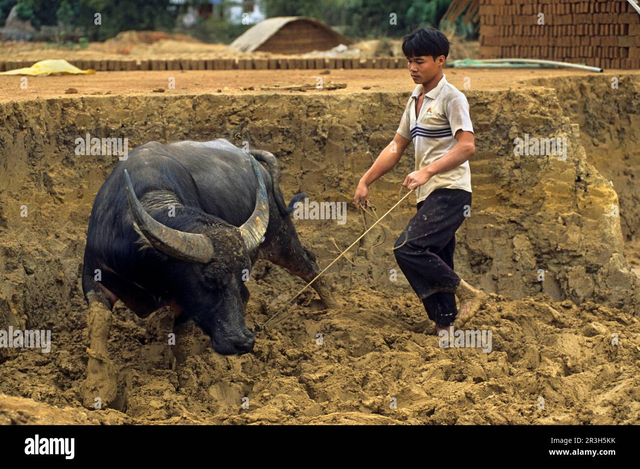 Bubalus arnee f. bubalis, water buffalo, Asian water buffalo (Bubalus ...