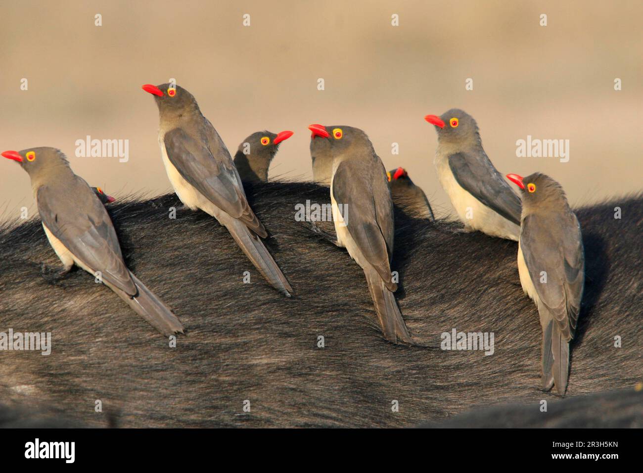Red-billed Oxpecker, Starling, Starlings, Songbirds, Animals, Birds ...