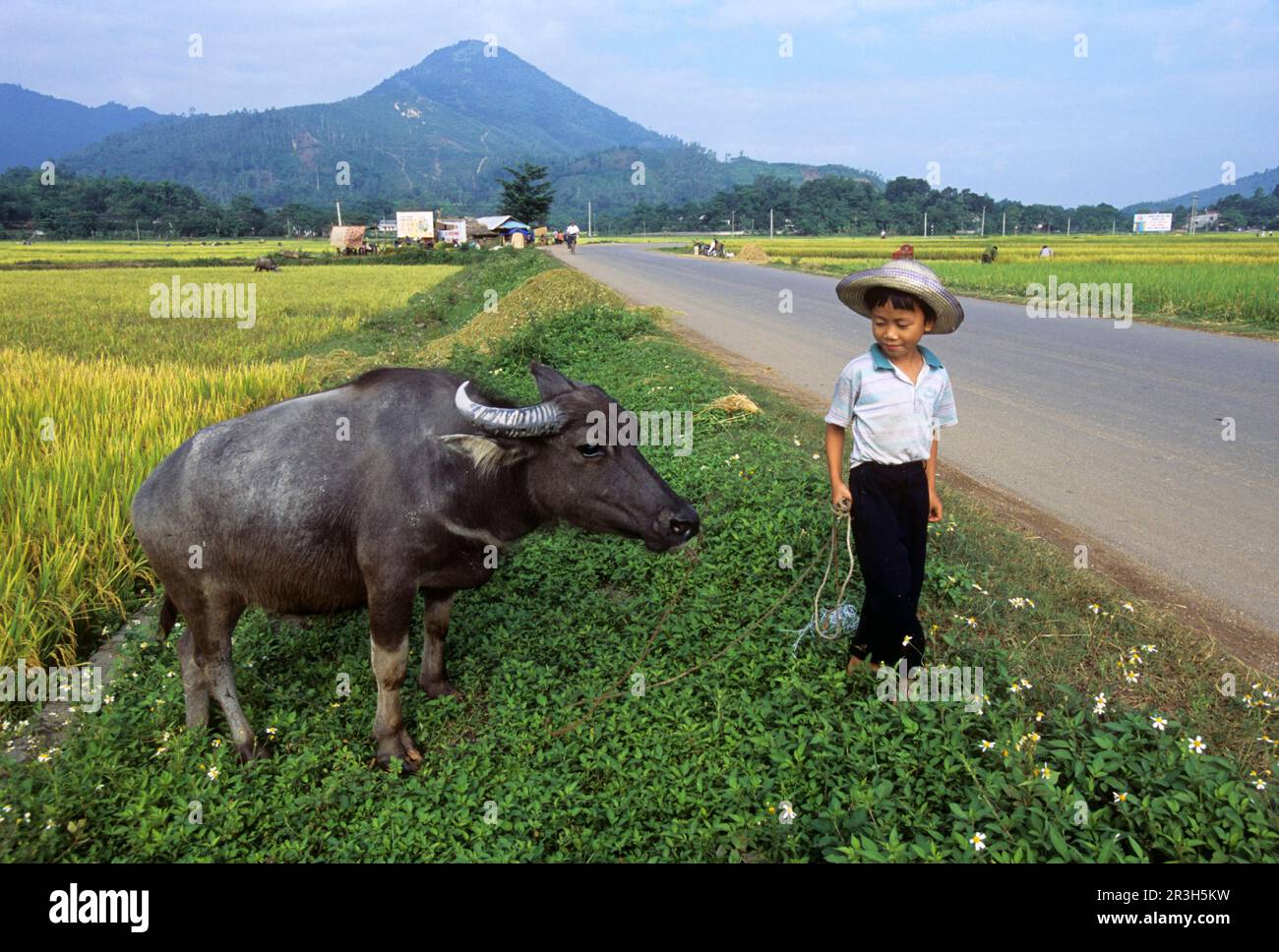 Bali cattle hi-res stock photography and images - Alamy