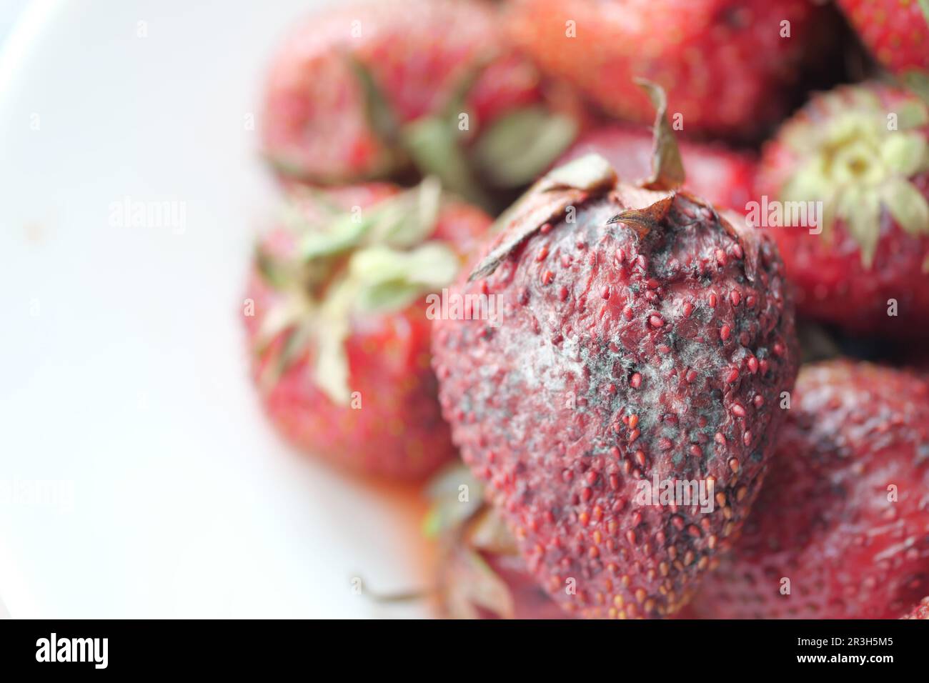 Gray Mold on strawberries on table Stock Photo - Alamy