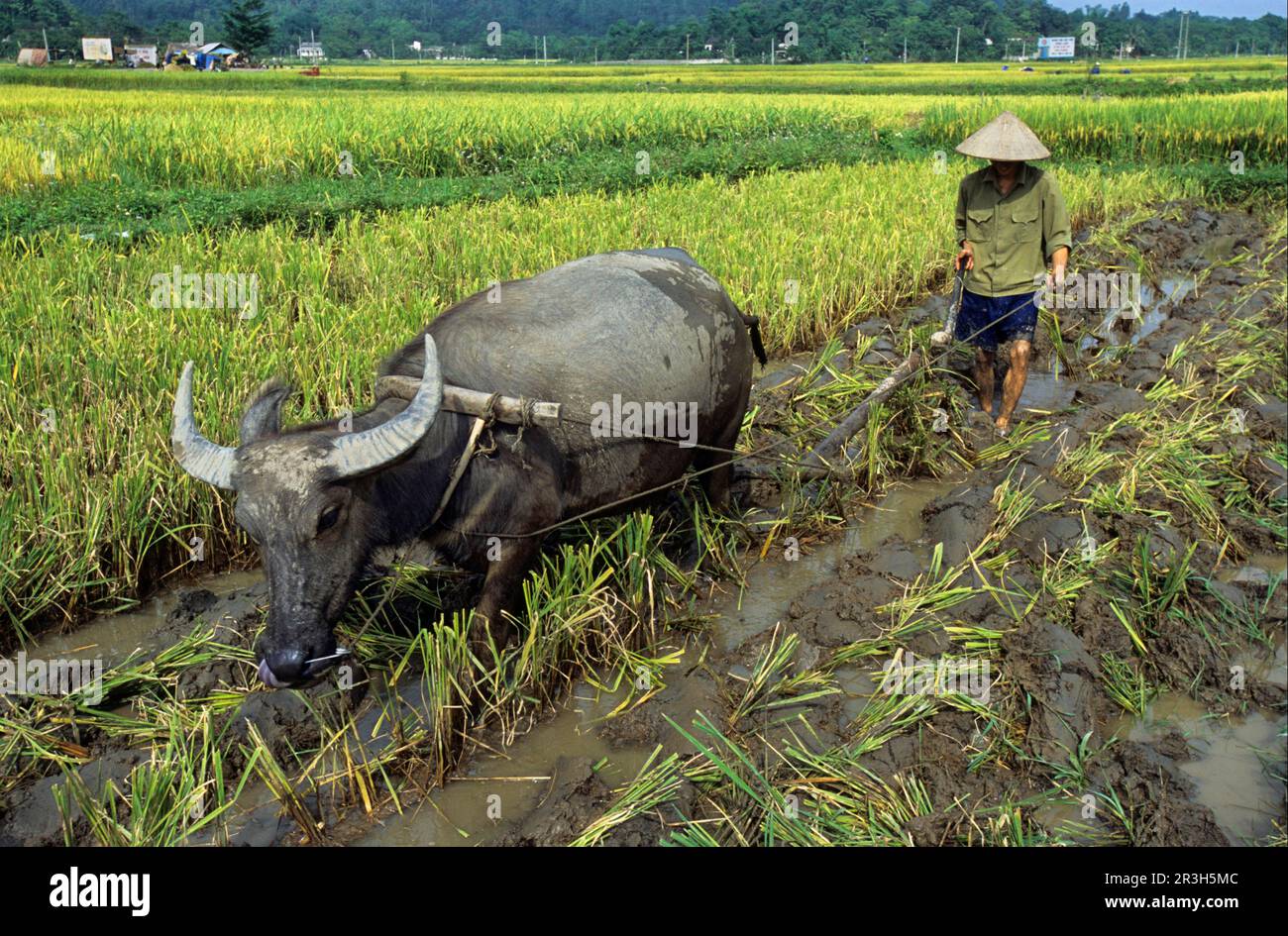 Bubalus arnee f. bubalis, water buffalo, Asian water buffalo (Bubalus ...