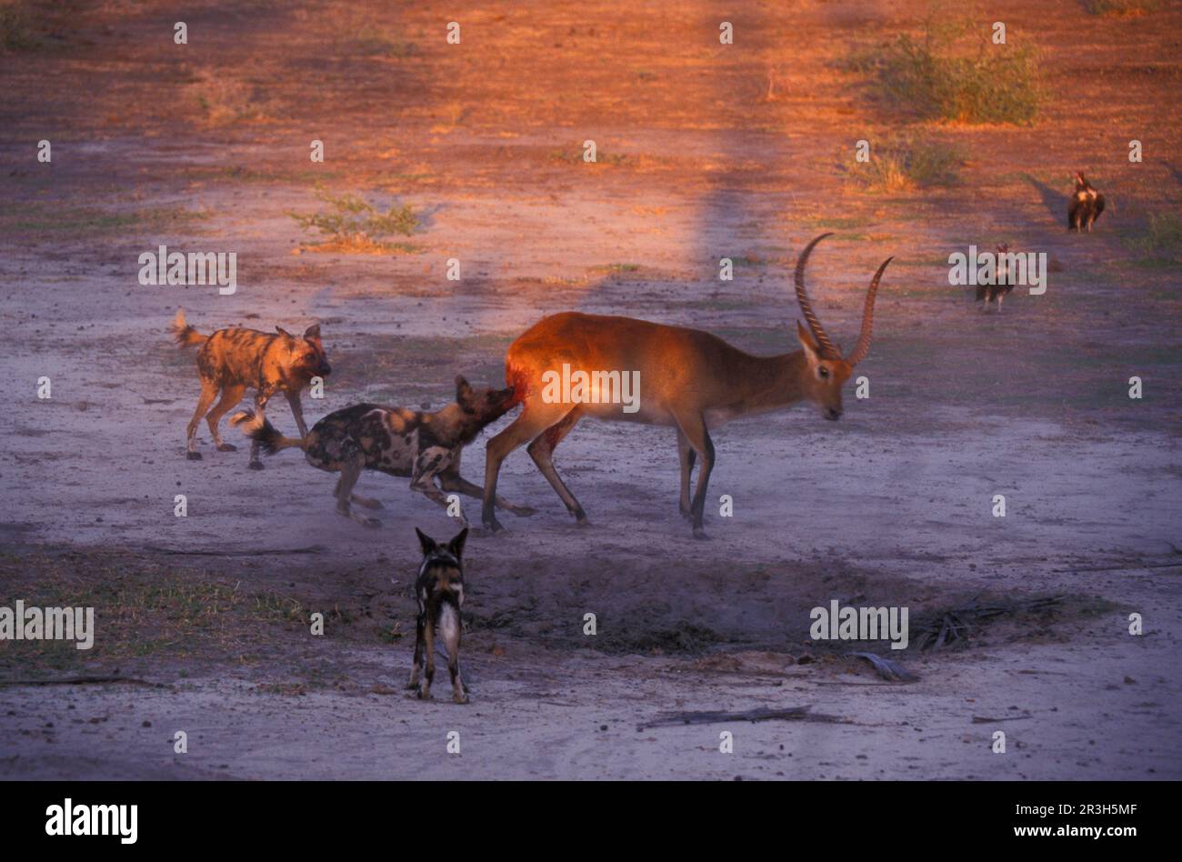 African wild dog (Lycaon pictus), Canines, Predators, Mammals, Animals ...