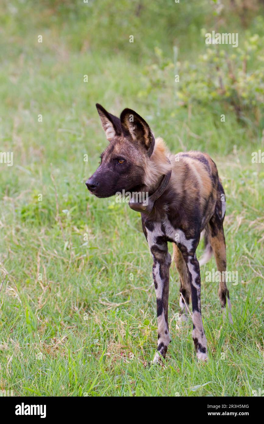 African wild dog (Lycaon pictus), hyena dogs, canines, predators ...