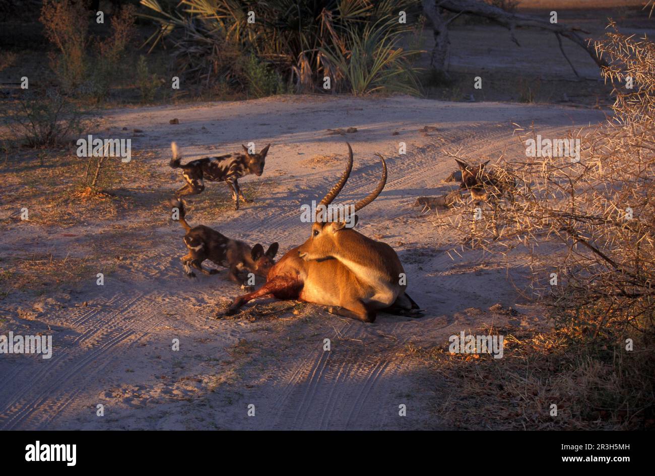 African wild dog (Lycaon pictus), Canines, Predators, Mammals, Animals ...