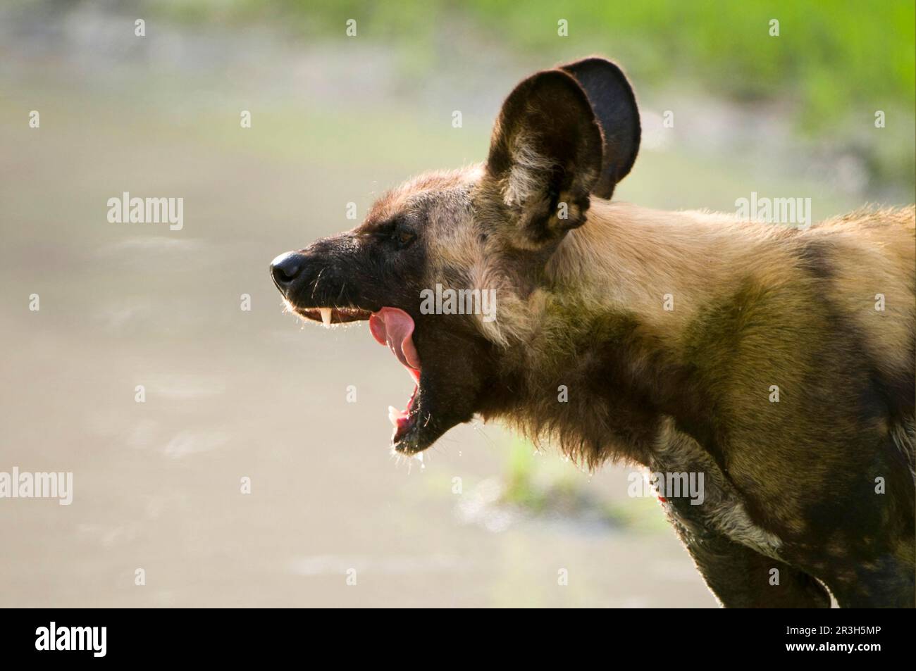 African wild dog (Lycaon pictus), hyena dogs, canines, predators ...