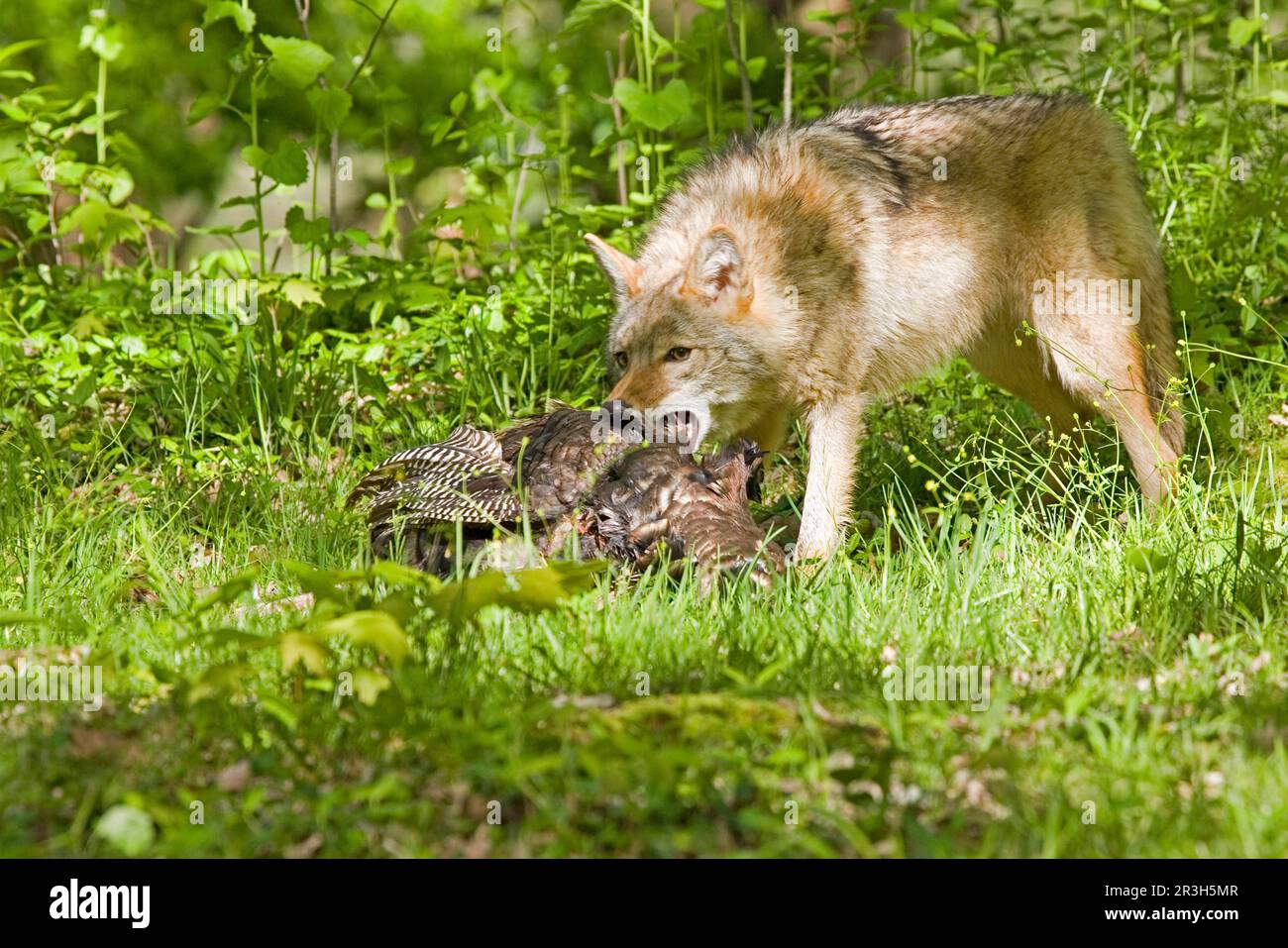 Coyote wild turkey hi-res stock photography and images - Alamy