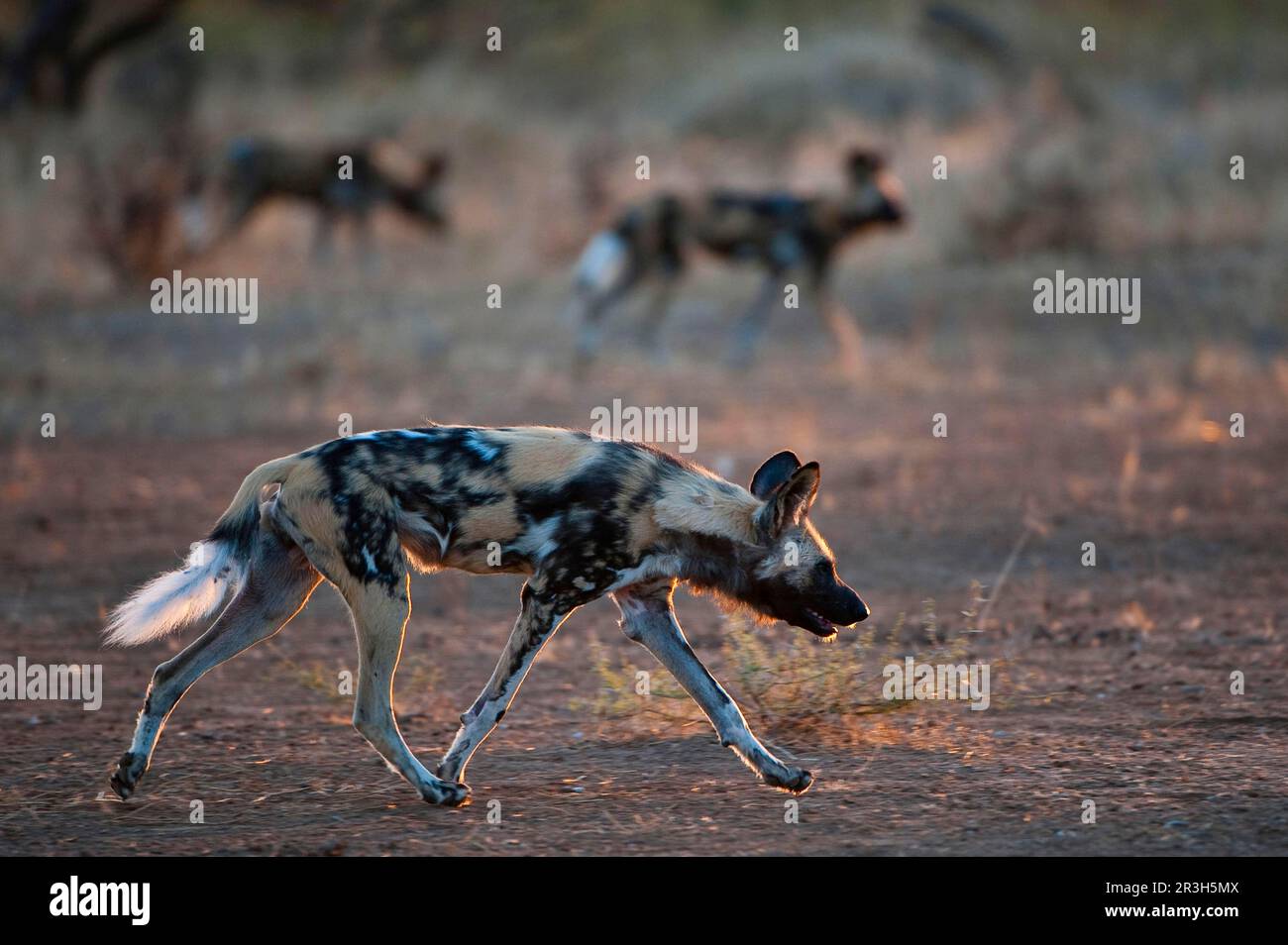 African wild dog (Lycaon pictus), canine species, predators, mammals ...